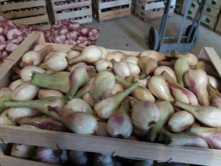 ail, échalote, pois chiches | www.enmassion.fr